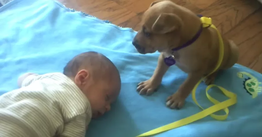 Ongelooflijke reactie van puppy op slapende baby vastgelegd door moeder ...